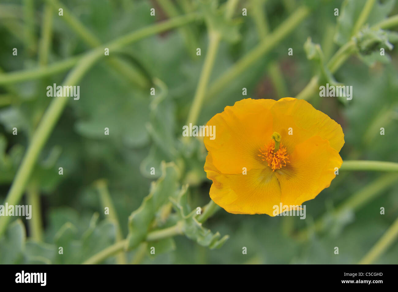 Yellow hornpoppy hi-res stock photography and images - Alamy