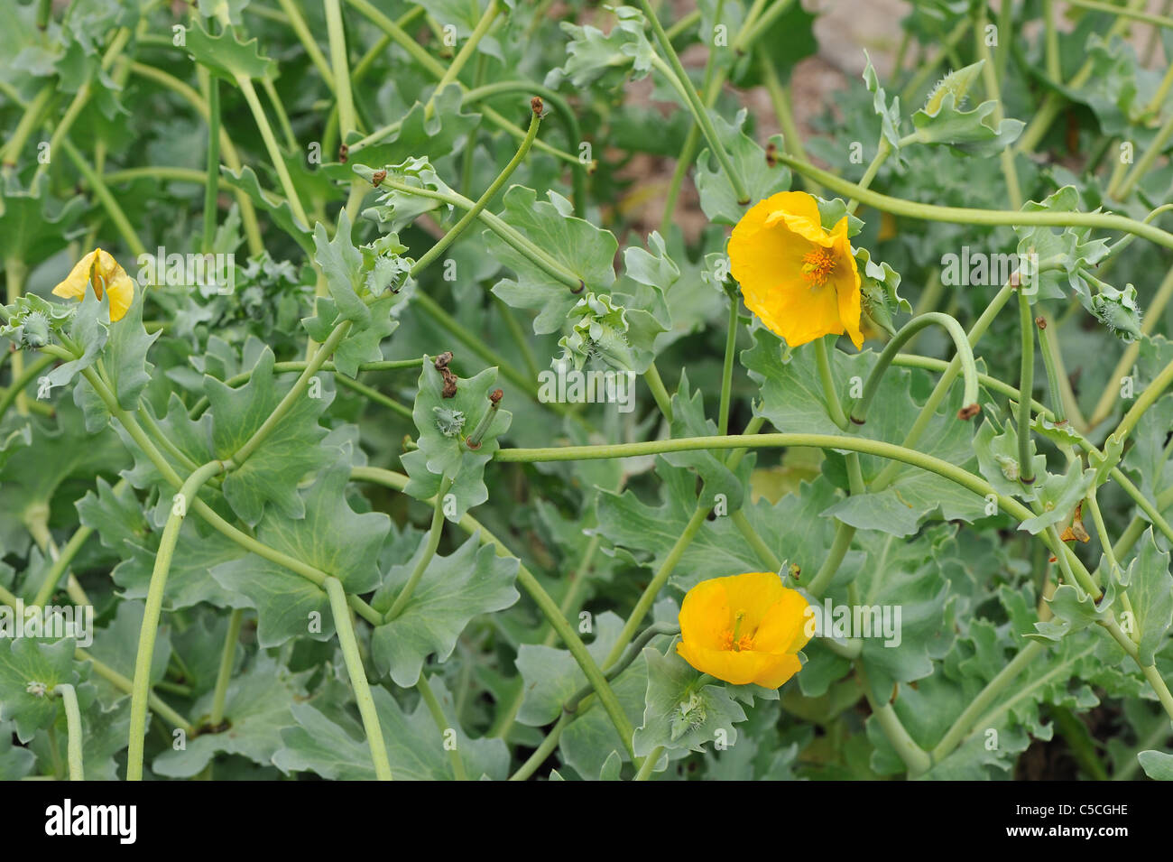 Yellow horned poppy - Yellow hornpoppy (Glaucium flavum) flowering in ...