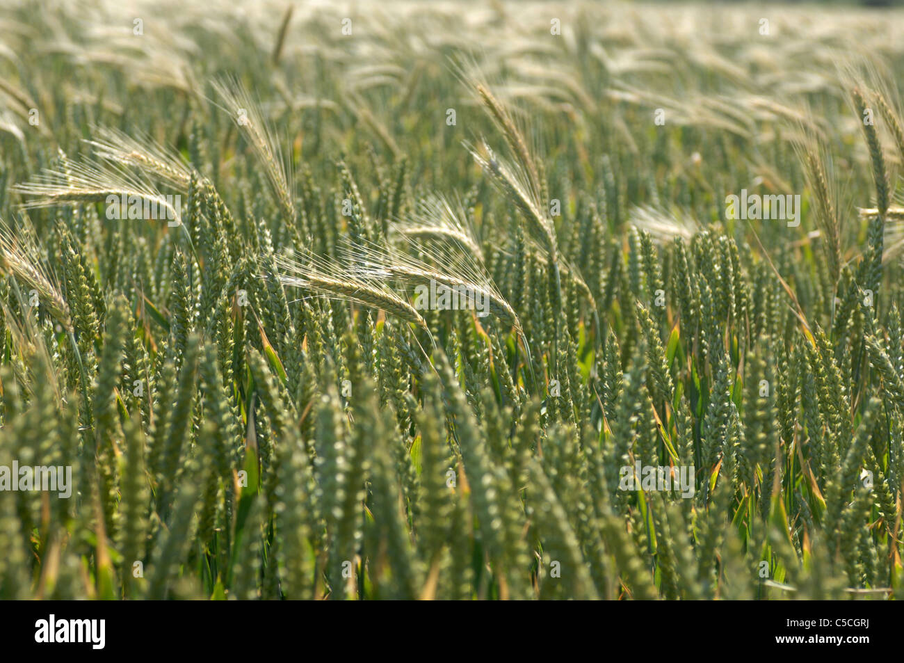 Field of Barley, Cornwall, England Stock Photo - Alamy