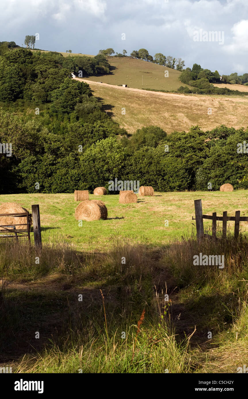 farming in the teign valley,Devon Hedgerows,crop, harvest, farming ...