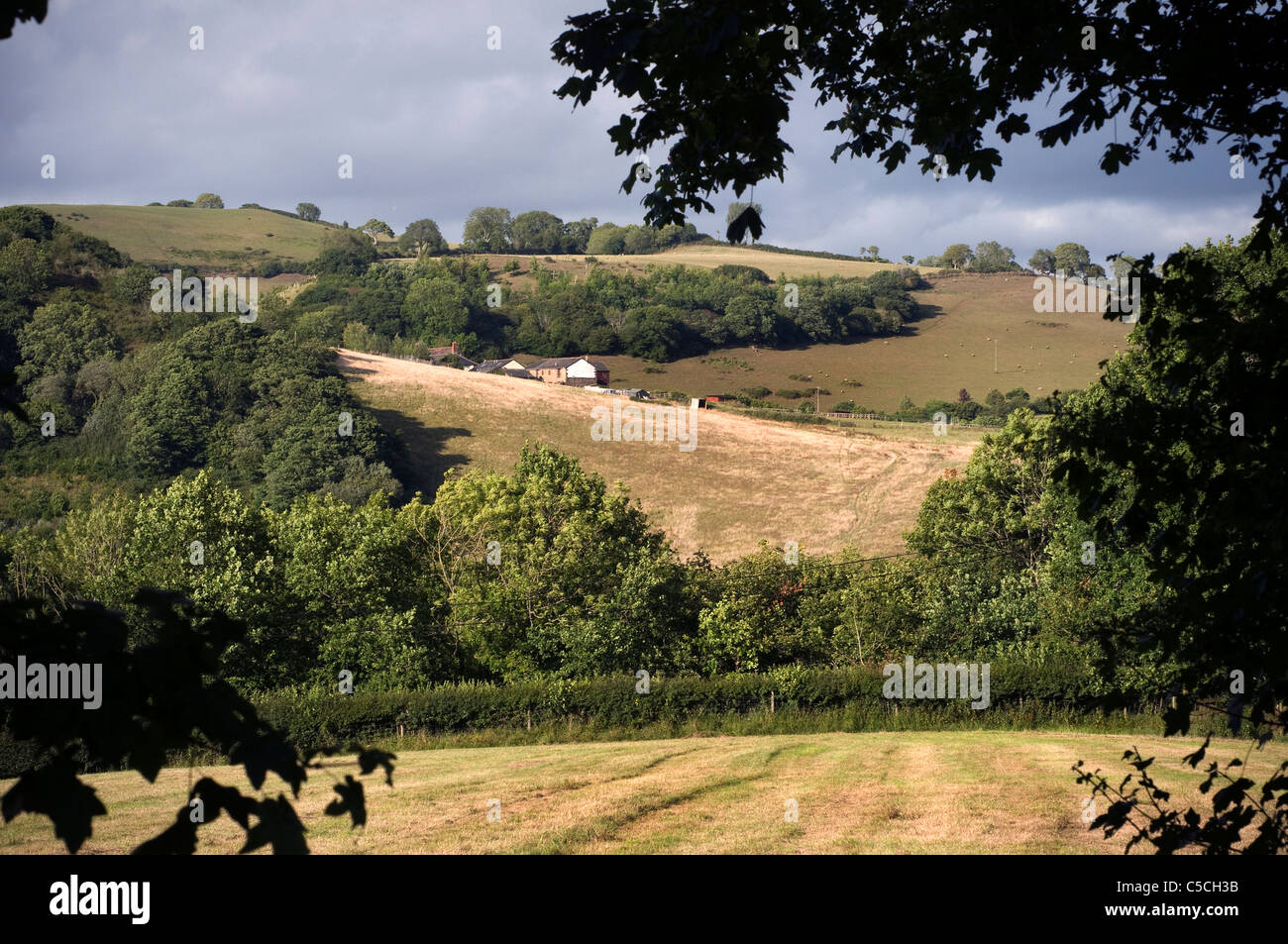 farming in the teign valley,Devon Hedgerows,crop, harvest, farming ...