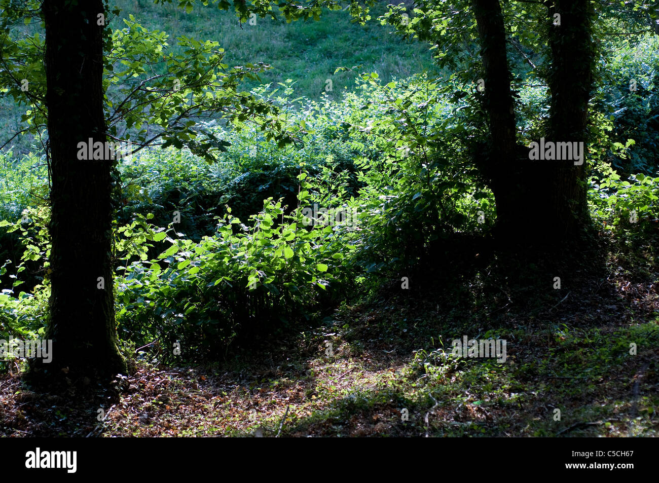 Devon Hedgerows and lane Stock Photo - Alamy