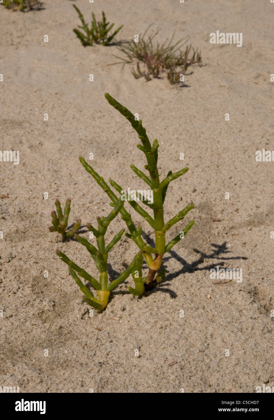 Salicornia europaea; Common Glasswort, West Wittering, West Sussex, UK ...