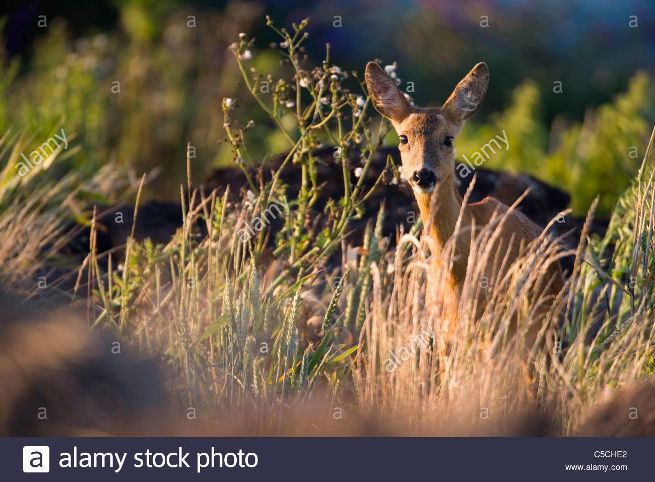 Roe Deer Uk Stock Photos & Roe Deer Uk Stock Images - Alamy