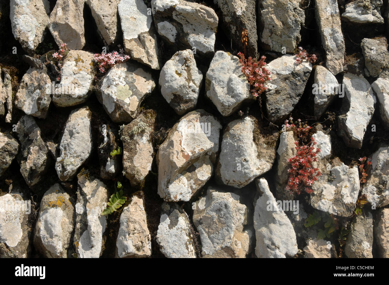 Dry stone wall, Cornwall, Great Britain Stock Photo - Alamy