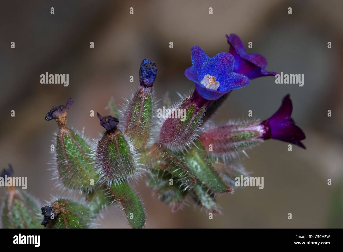 Undulate Alkanet (Anchusa undulata) flower Stock Photo - Alamy