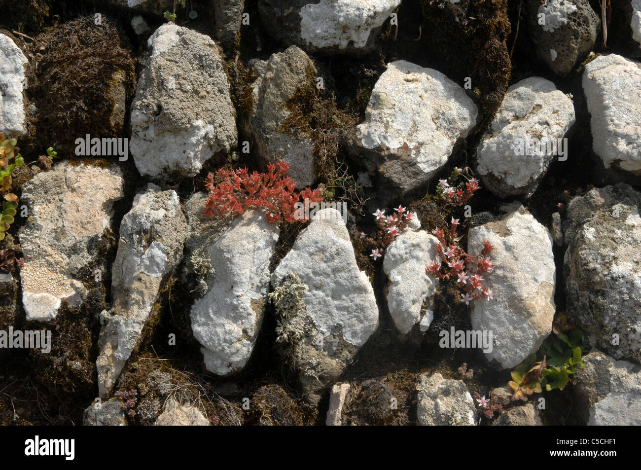 Dry stone wall, Cornwall, Great Britain Stock Photo - Alamy