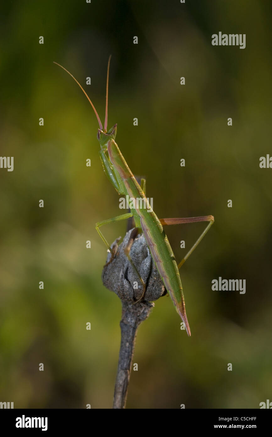 Apteromantis aptera praying mantis Stock Photo - Alamy