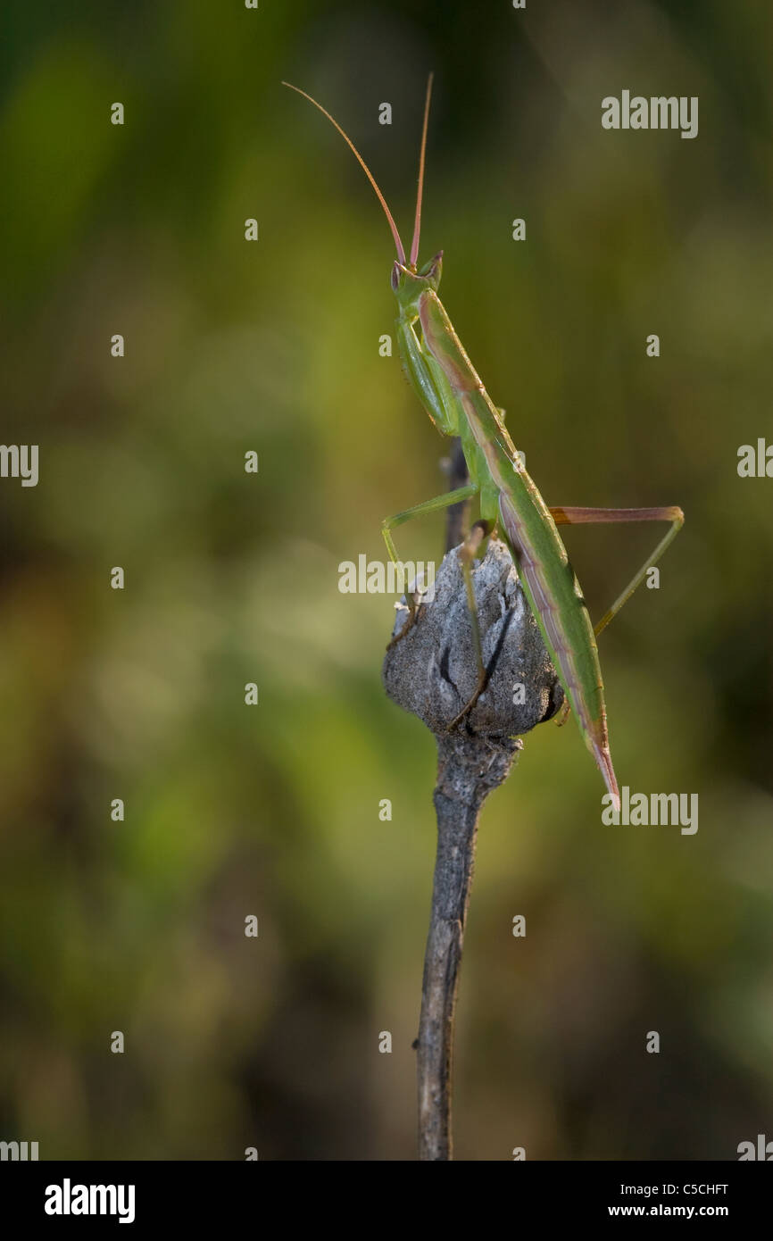 Apteromantis aptera hi-res stock photography and images - Alamy