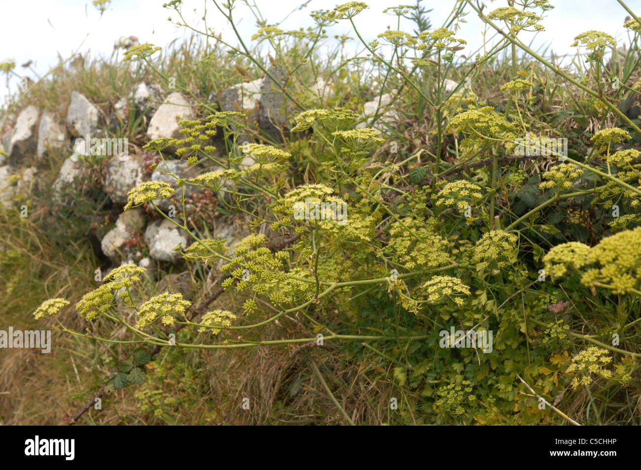 Cornish hedge dry stone wall hi-res stock photography and images - Alamy