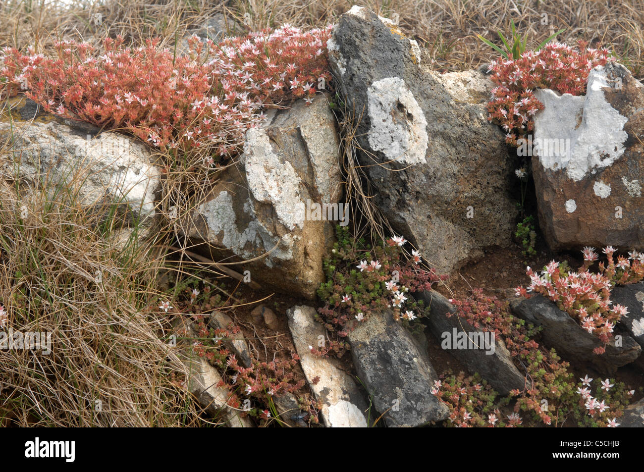 Dry Stone Wall, Cornwall. UK Stock Photo - Alamy