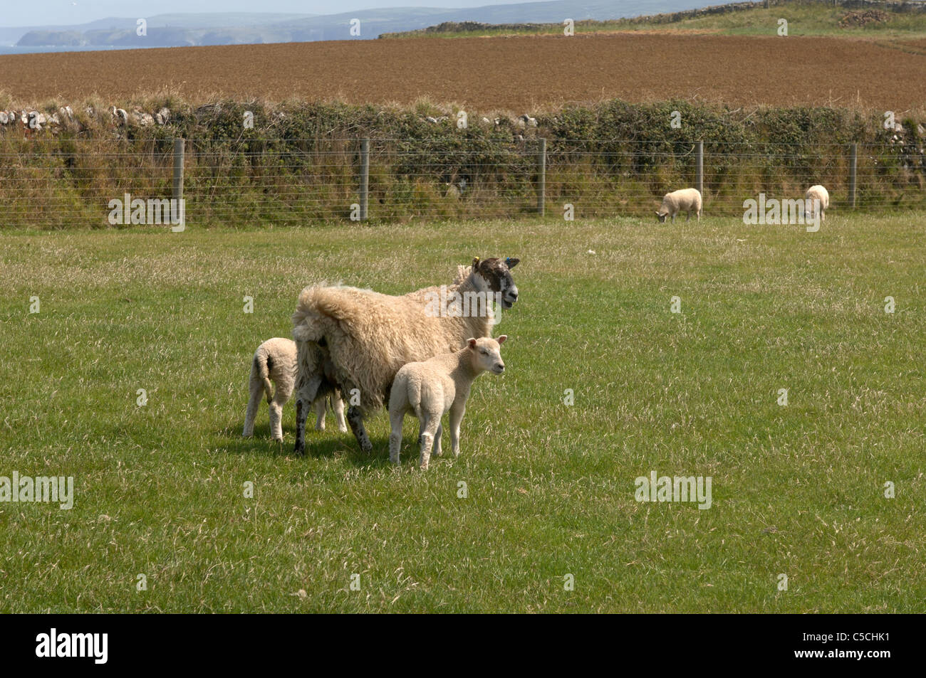 Cornish coastal scenery, Cornwall, UK Stock Photo - Alamy