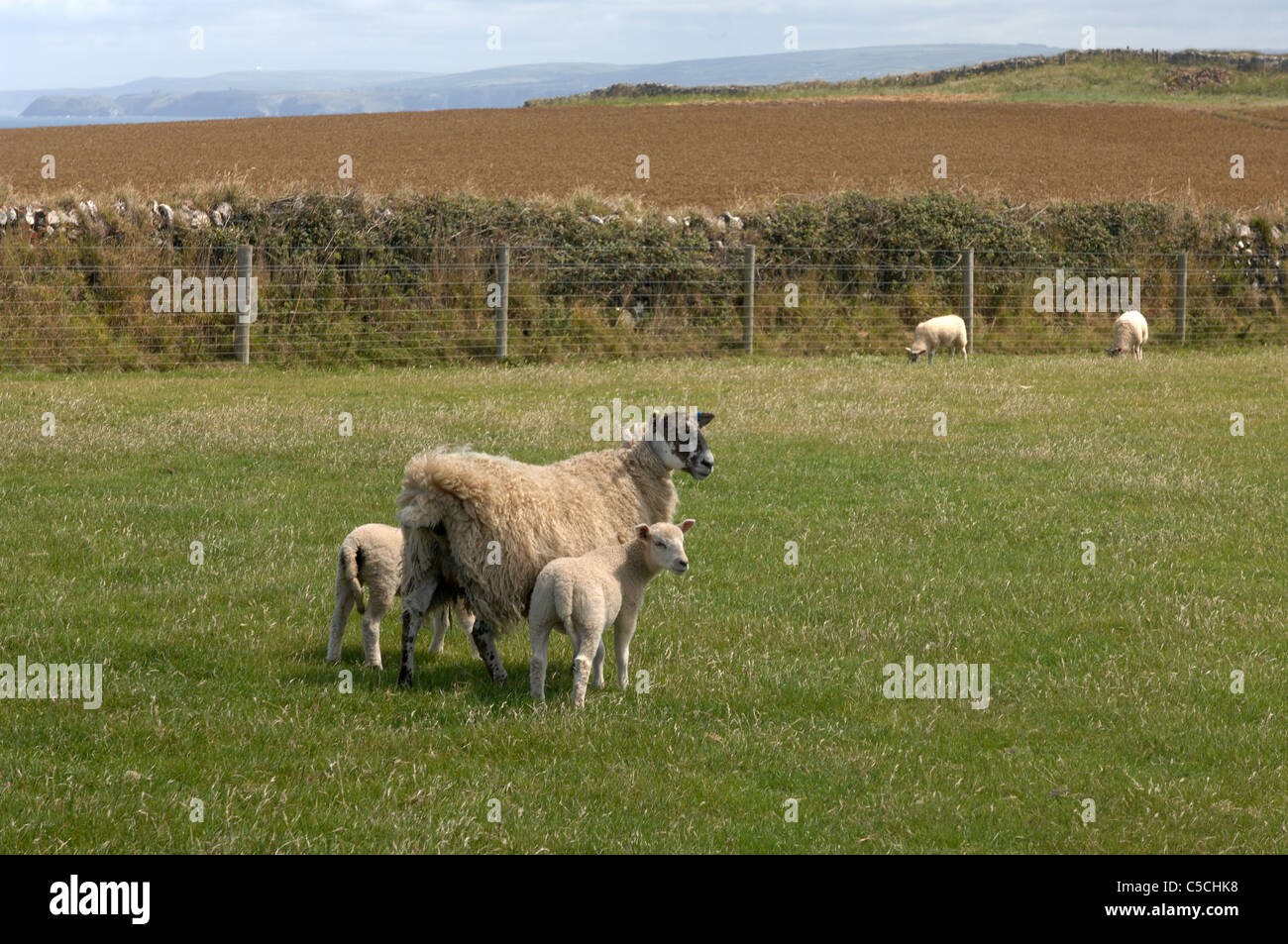 Cornish lamb hi-res stock photography and images - Alamy
