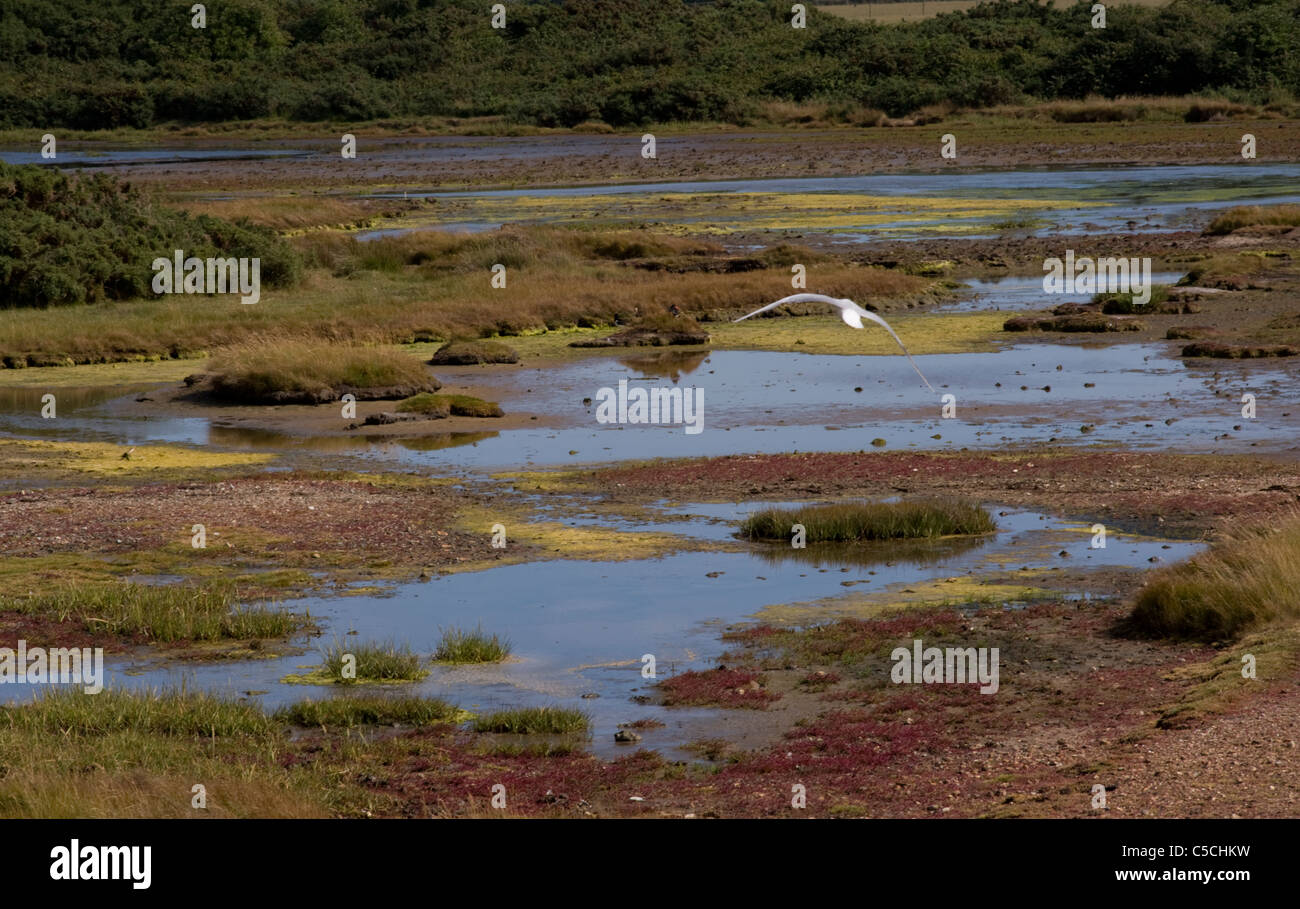 Salt marsh at West Wittering, West Sussex, UK Stock Photo - Alamy