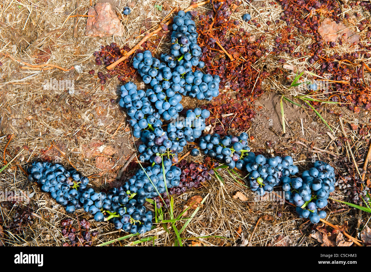 Tannat grape uruguay hi-res stock photography and images - Alamy