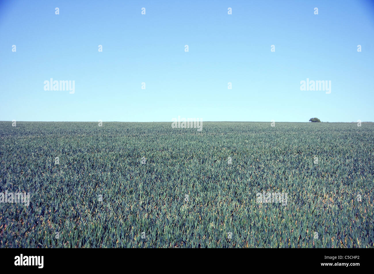fields above the white cliffs of dover, Kent Stock Photo - Alamy