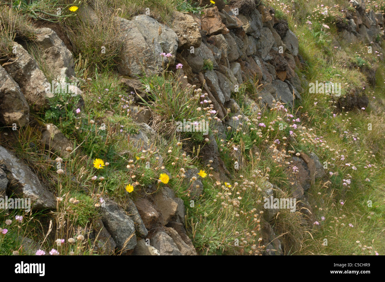 Cornish hedge dry stone wall hi-res stock photography and images - Alamy