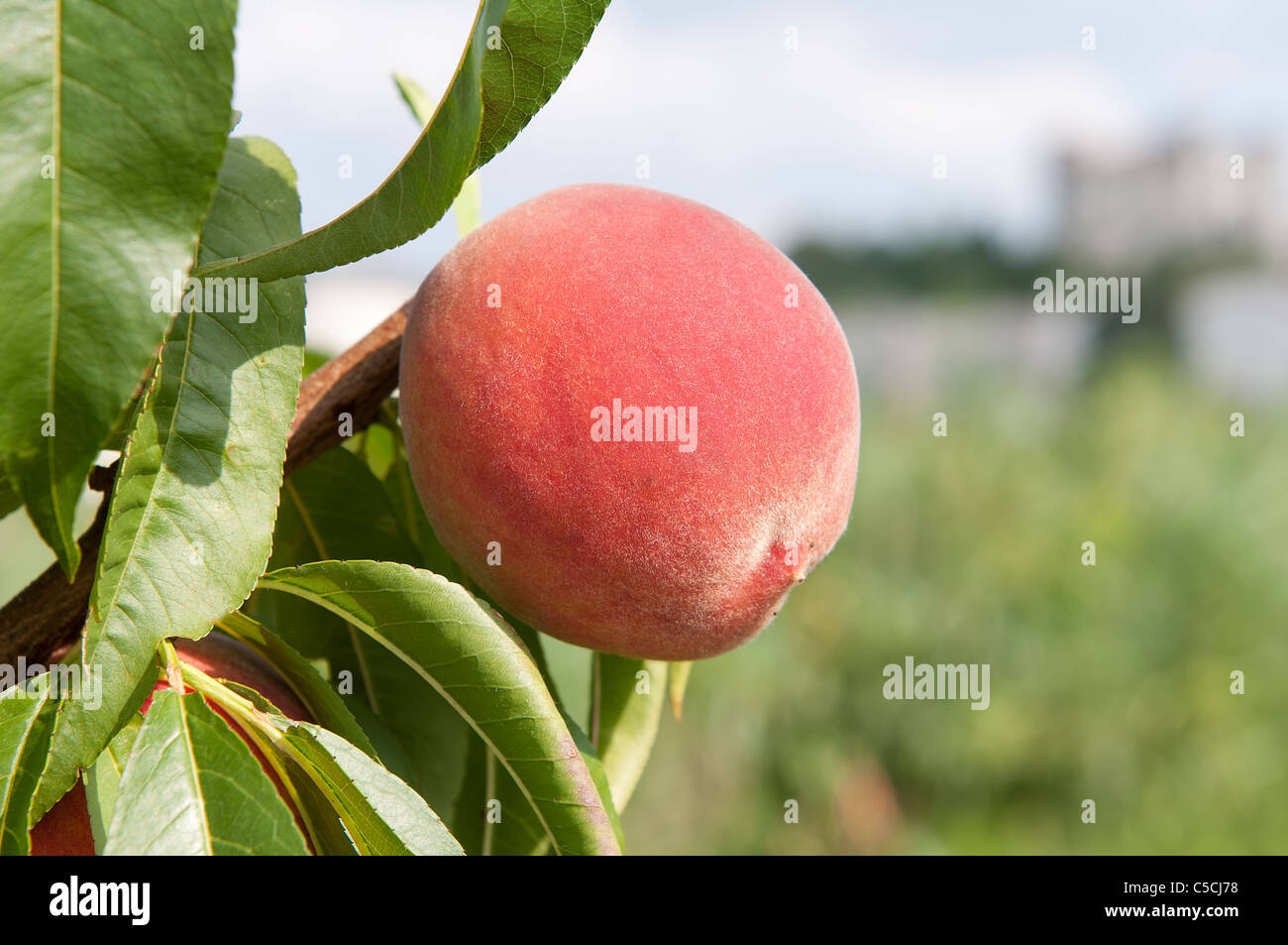 Peach tree hi-res stock photography and images - Alamy