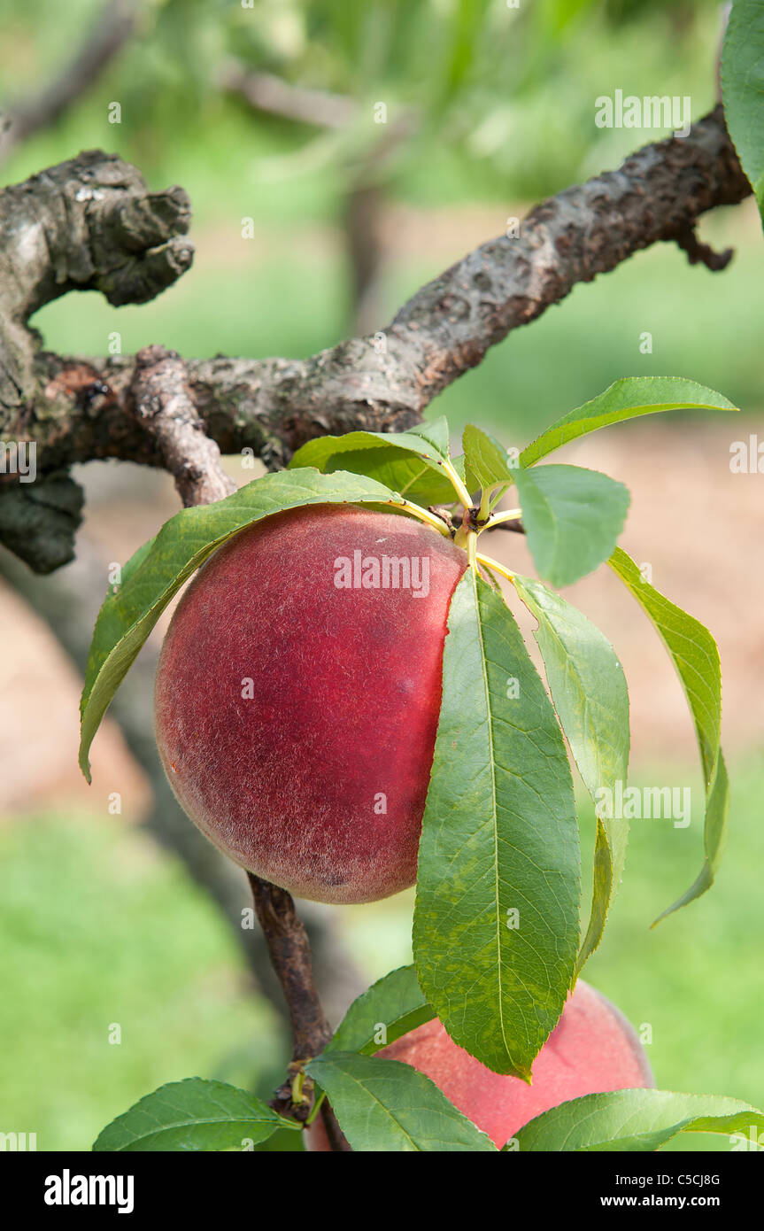 PEACHES ON THE TREE Stock Photo - Alamy