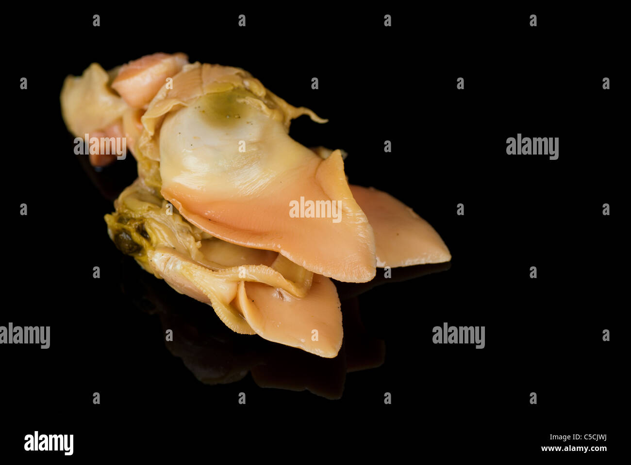 Clam isolated hi-res stock photography and images - Alamy