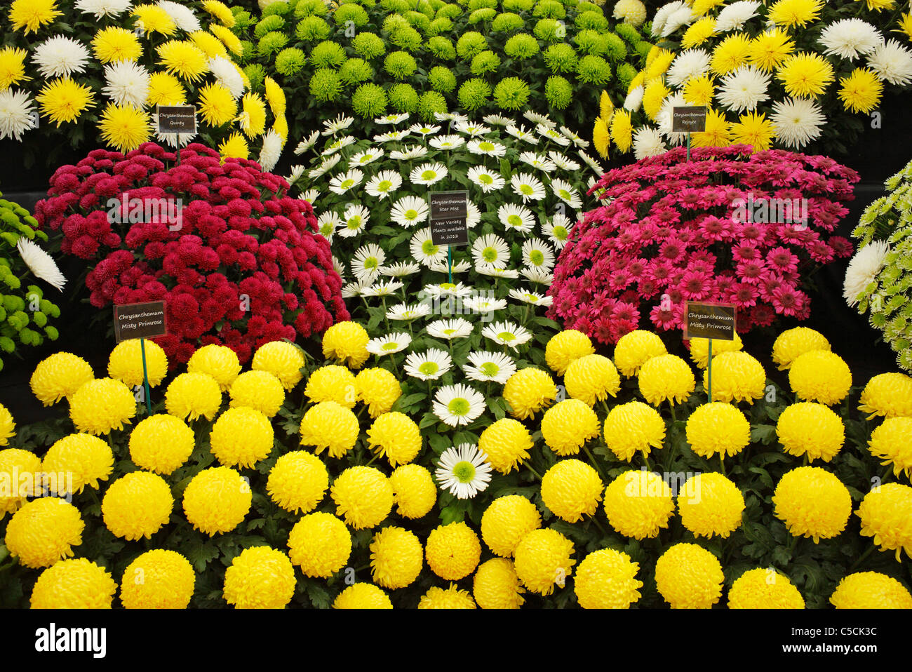 Gold medal winning flower display of Chrysanthemums Stock Photo - Alamy