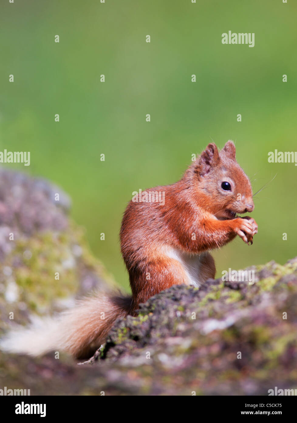 Red Squirrel Sciurus vulgaris feeding on a dry stone wall, Strathspey ...