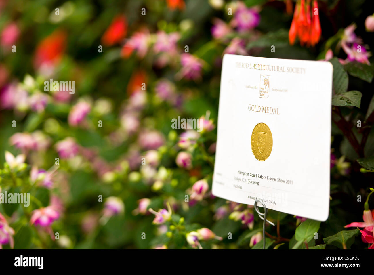 Gold medal award certificate hi-res stock photography and images - Alamy