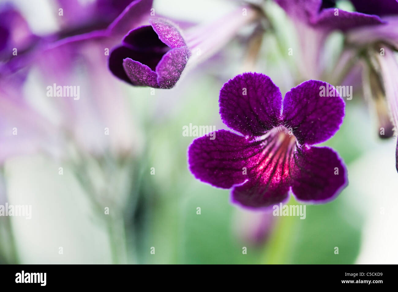 Streptocarpus 'Iona' . Cape Primrose flowers Stock Photo - Alamy