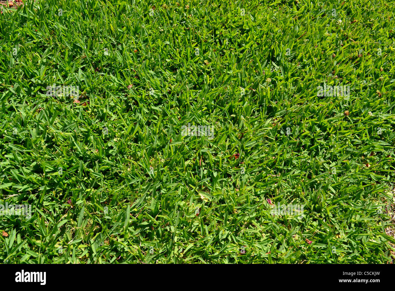 A close up view of a patch of grass and leaves Stock Photo - Alamy