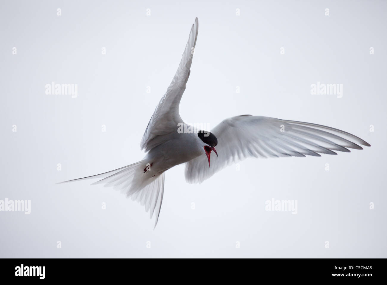 Arctic Tern in flight Stock Photo - Alamy
