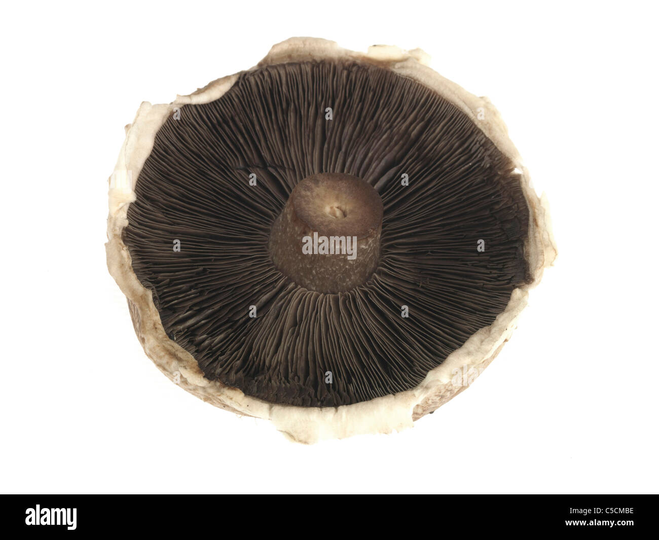 Food portabella portabelle mushroom one single large hi-res stock ...