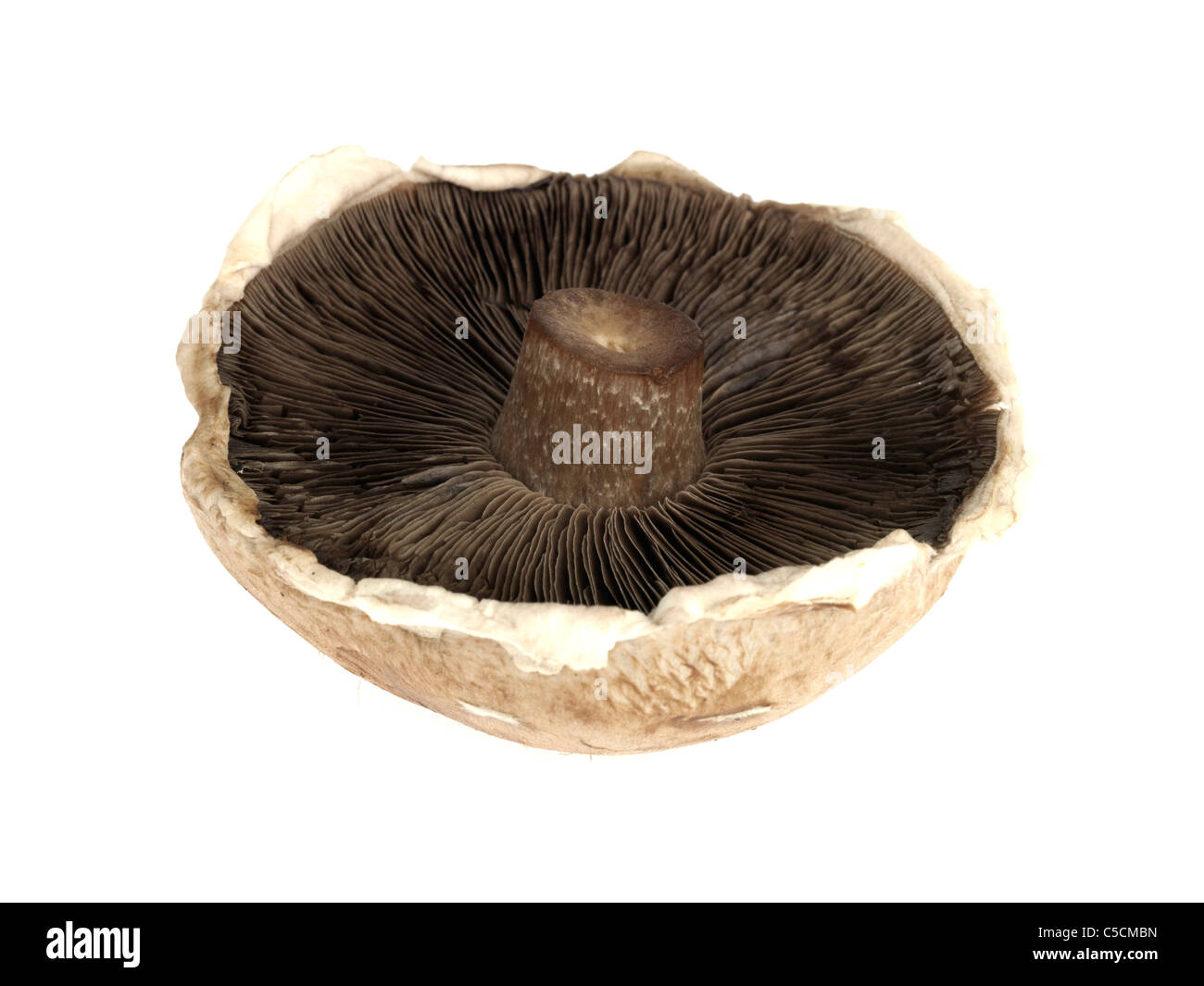 Food portabella portabello mushroom one single large portabelle hi-res ...