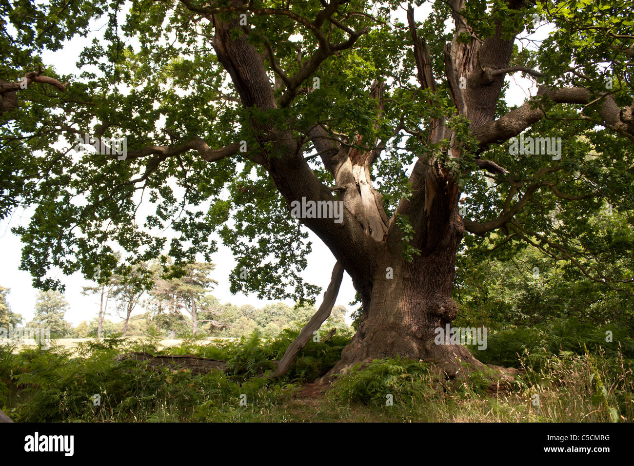 Edge oak hi-res stock photography and images - Alamy