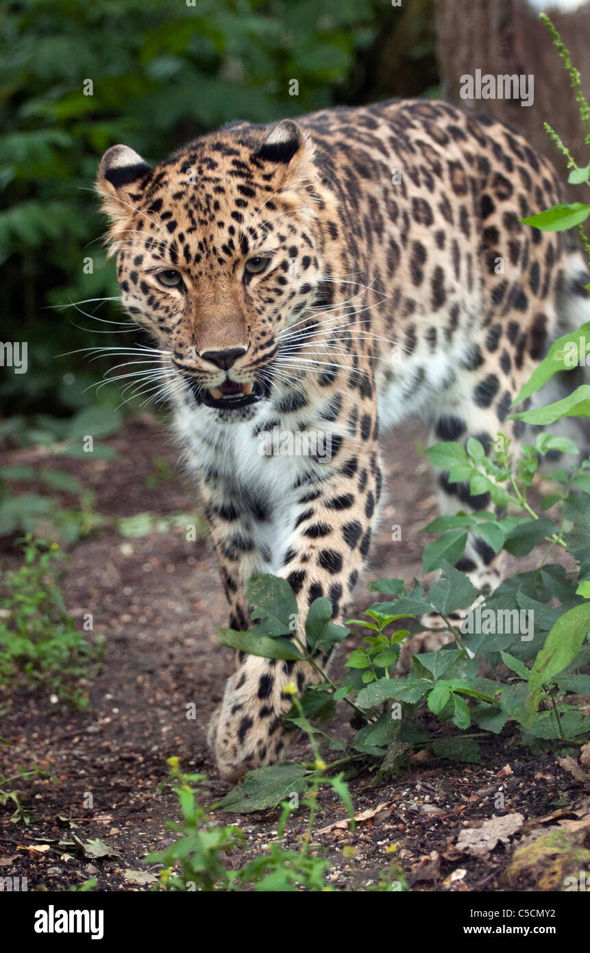 Female Amur leopard walking towards camera Stock Photo - Alamy