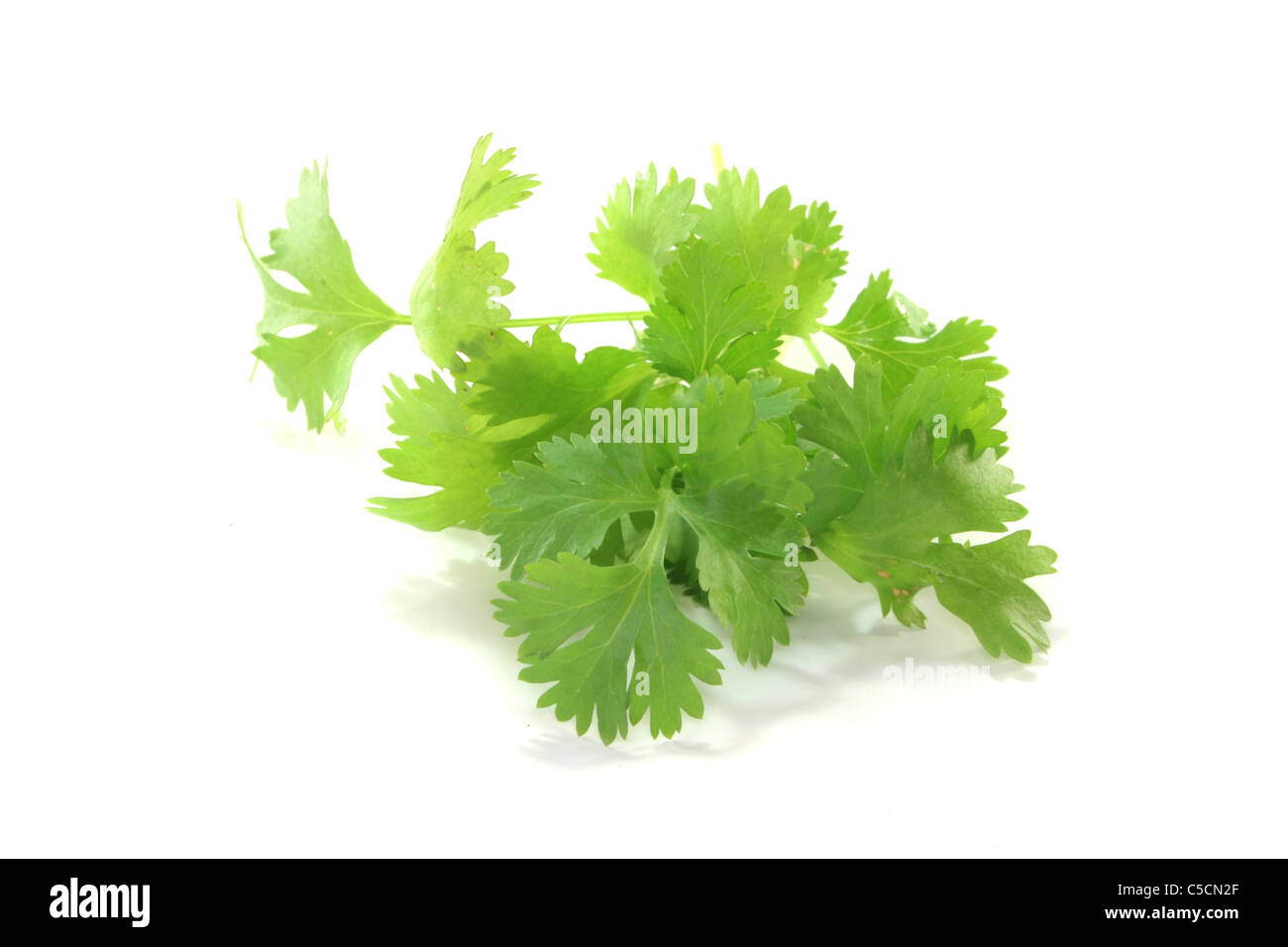 fresh green coriander on a white background Stock Photo - Alamy