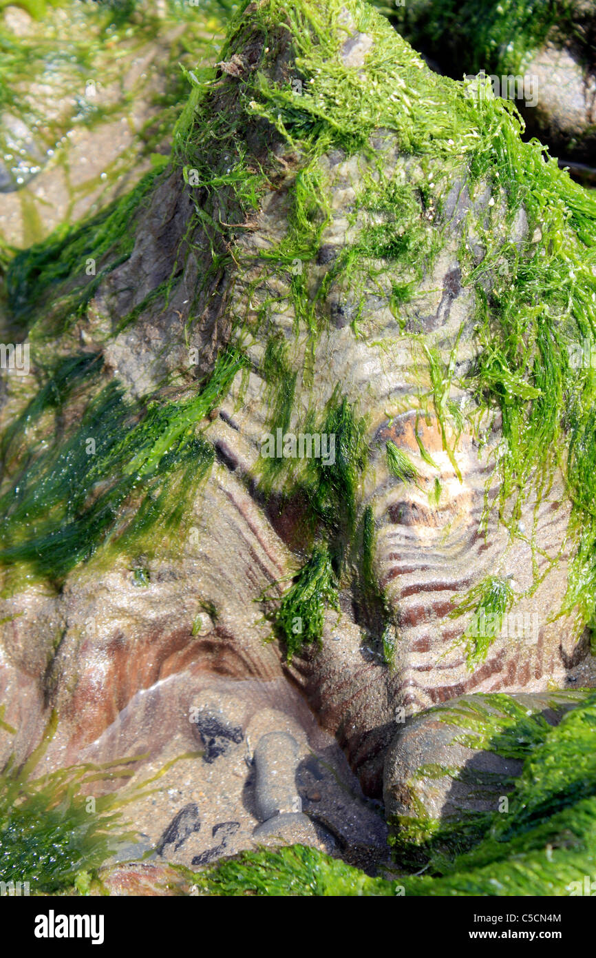 Tree stump borth hi-res stock photography and images - Alamy