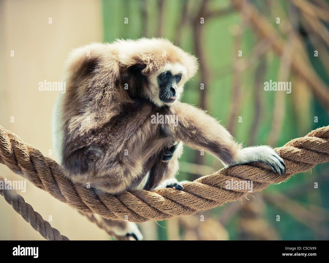 a gibbon monkey sitting on a rope Stock Photo - Alamy