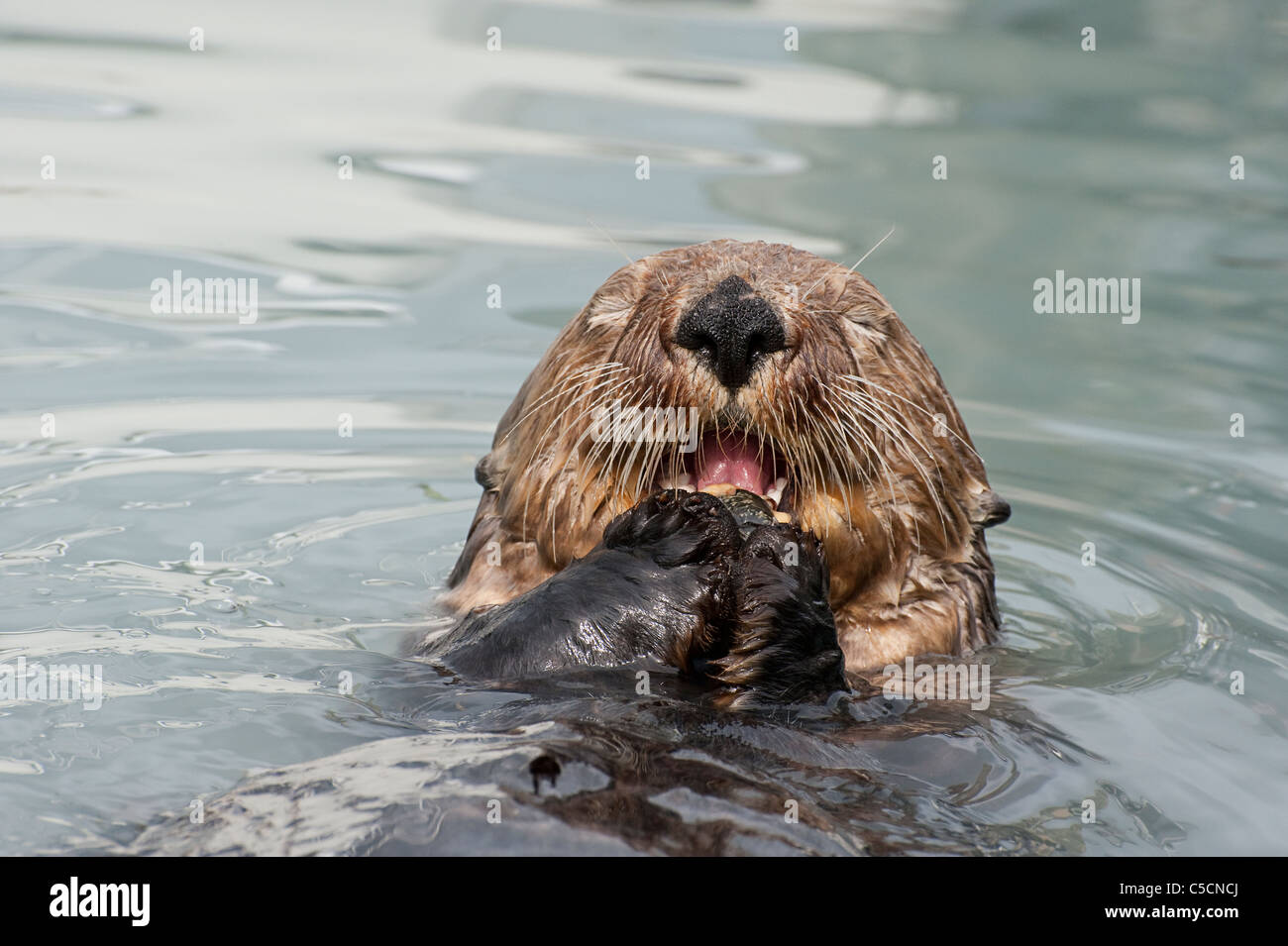 sea otter, Enhydra lutris ( Endangered Species ), eating mussel, Valdez ...
