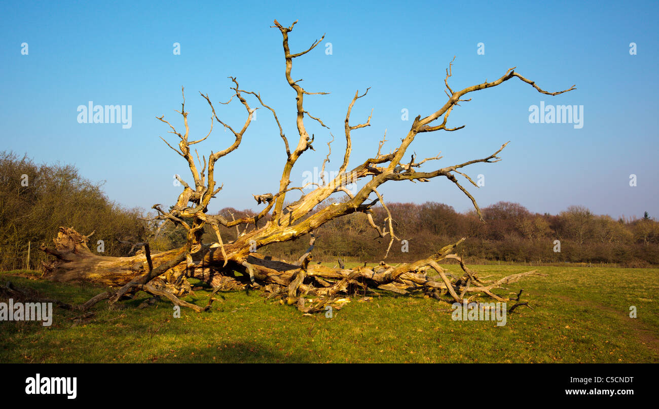 Dead fallen tree Stock Photo - Alamy