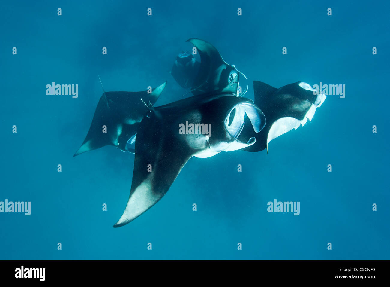reef manta rays, Manta alfredi, feeding on plankton, Hanifaru Bay ...