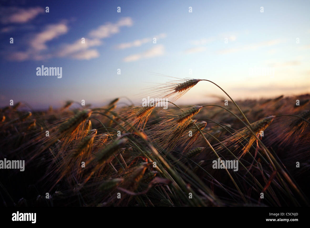 Barley corn hi-res stock photography and images - Alamy