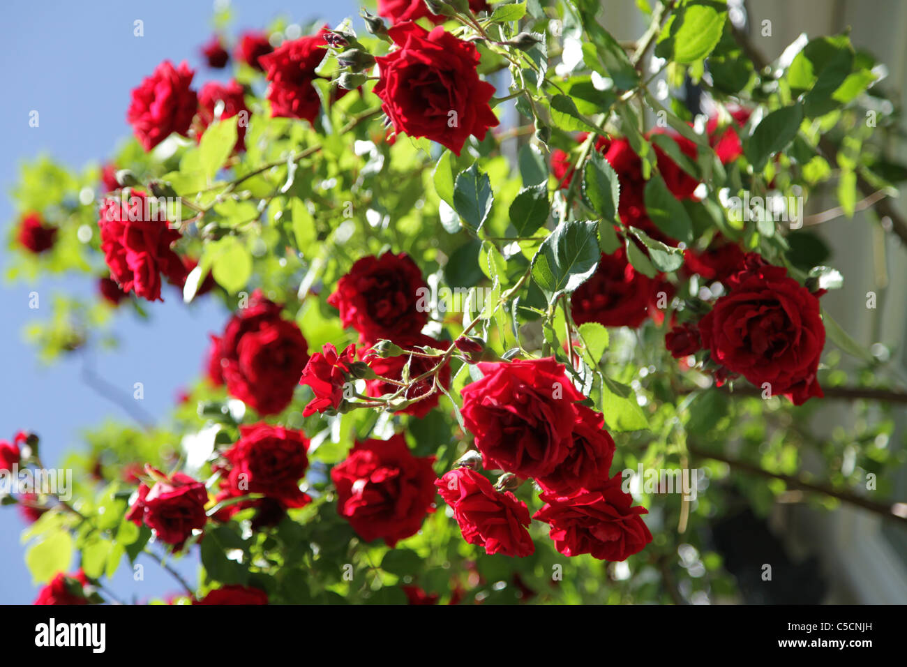 Red roses in Hamburg Stock Photo - Alamy