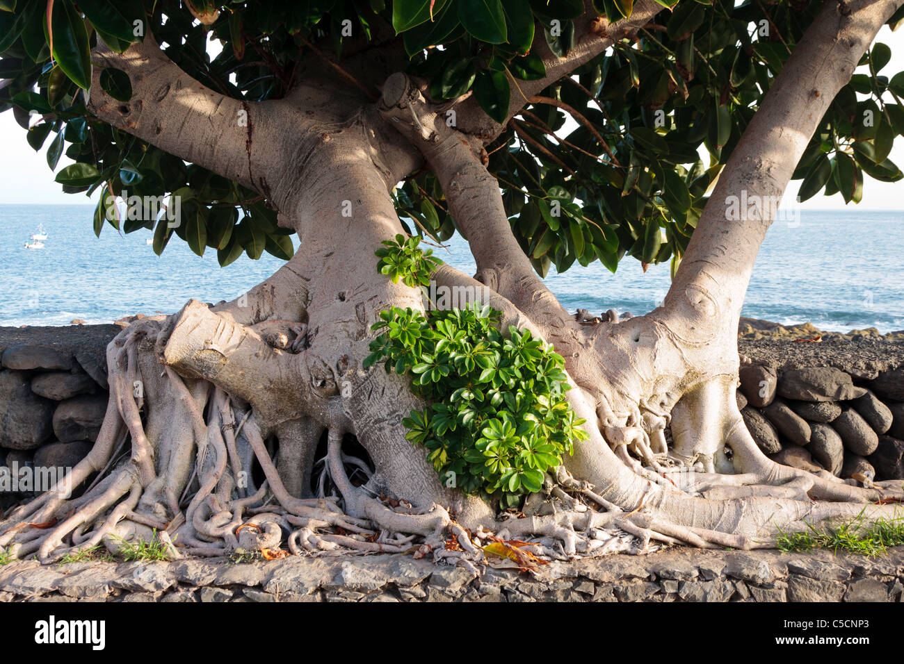 Banyan tree growing over a wall on the coast at Valle Gran Rey on La ...