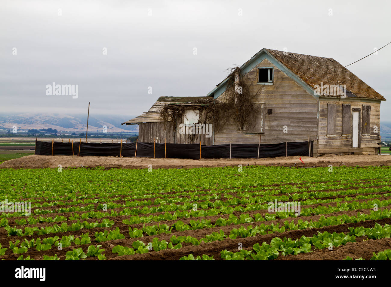 Farming in the Salinas Valley of California, USA Stock Photo - Alamy