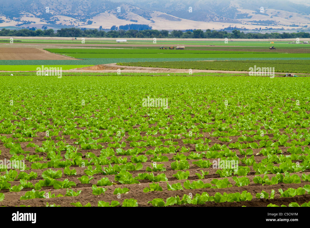 Farming in the Salinas Valley of California, USA Stock Photo - Alamy