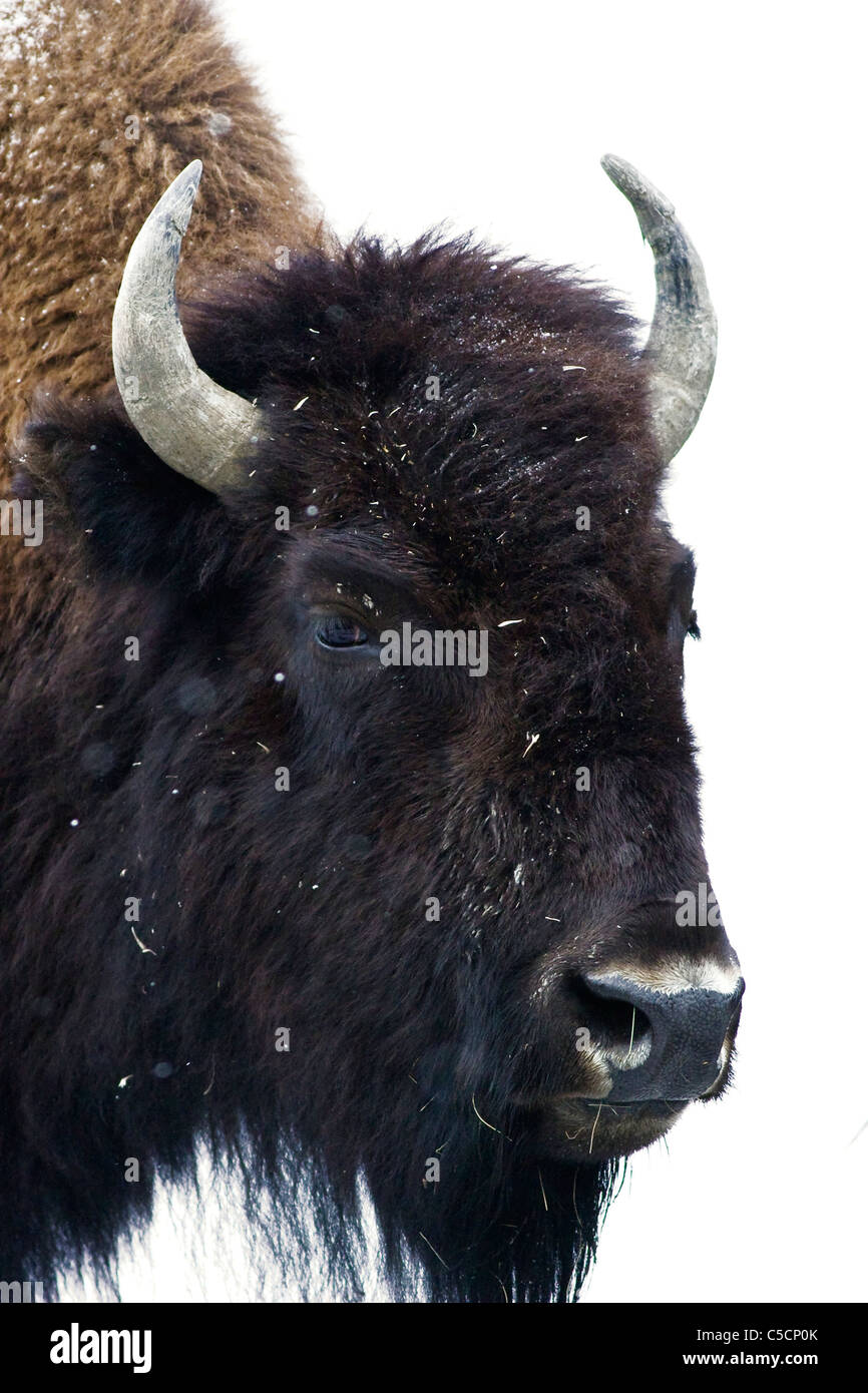 Head shot of a bison Stock Photo - Alamy
