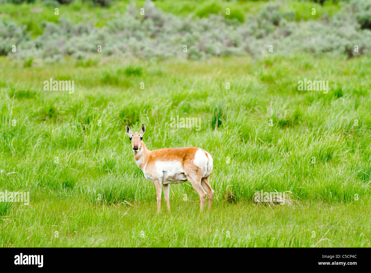 Pronghorn antelope doe hi-res stock photography and images - Alamy
