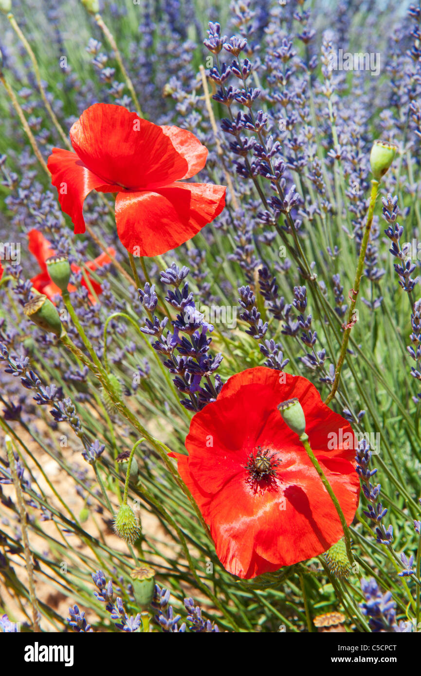 Lavender And Poppies High Resolution Stock Photography and Images - Alamy