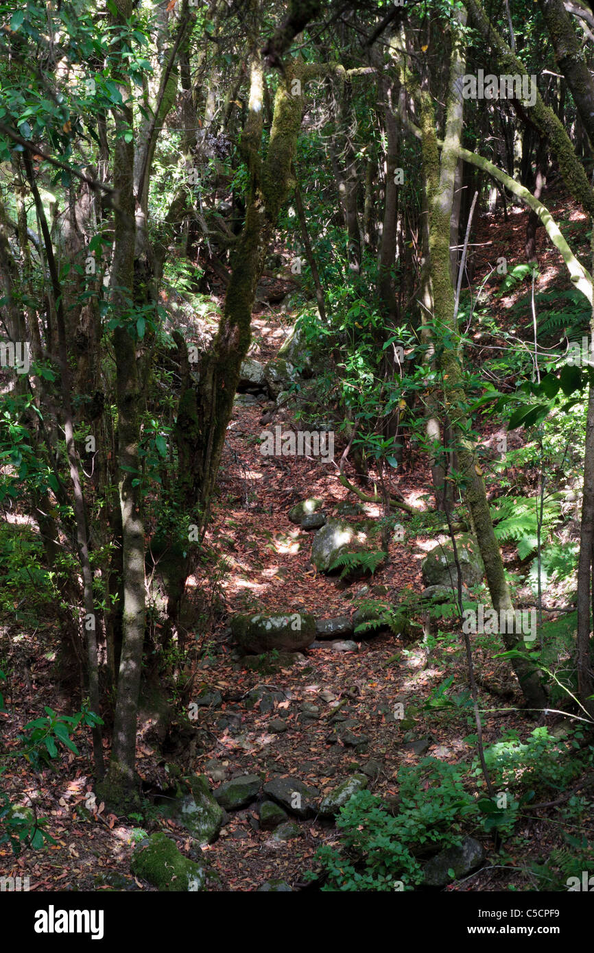 Cedro tropical hi-res stock photography and images - Alamy