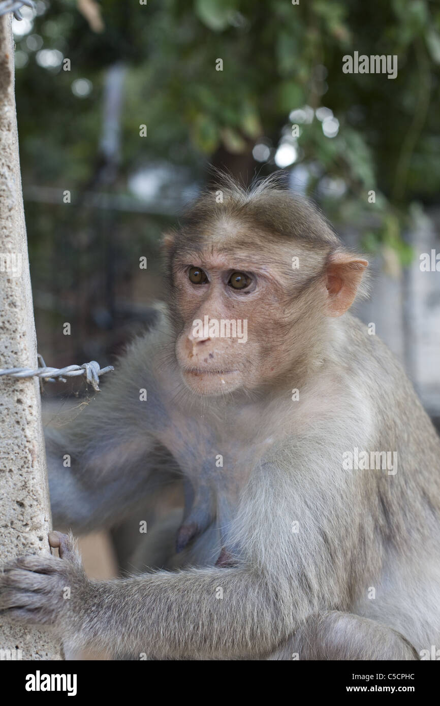 Bonnet Macaque monkey Stock Photo - Alamy